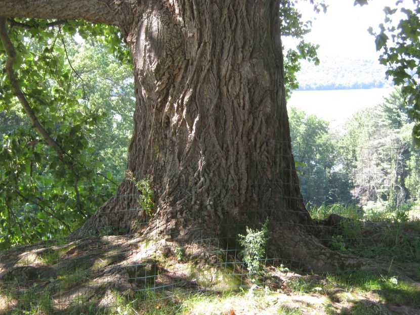 Future Plants by Randy Stewart: Liriodendron - Tulip Tree