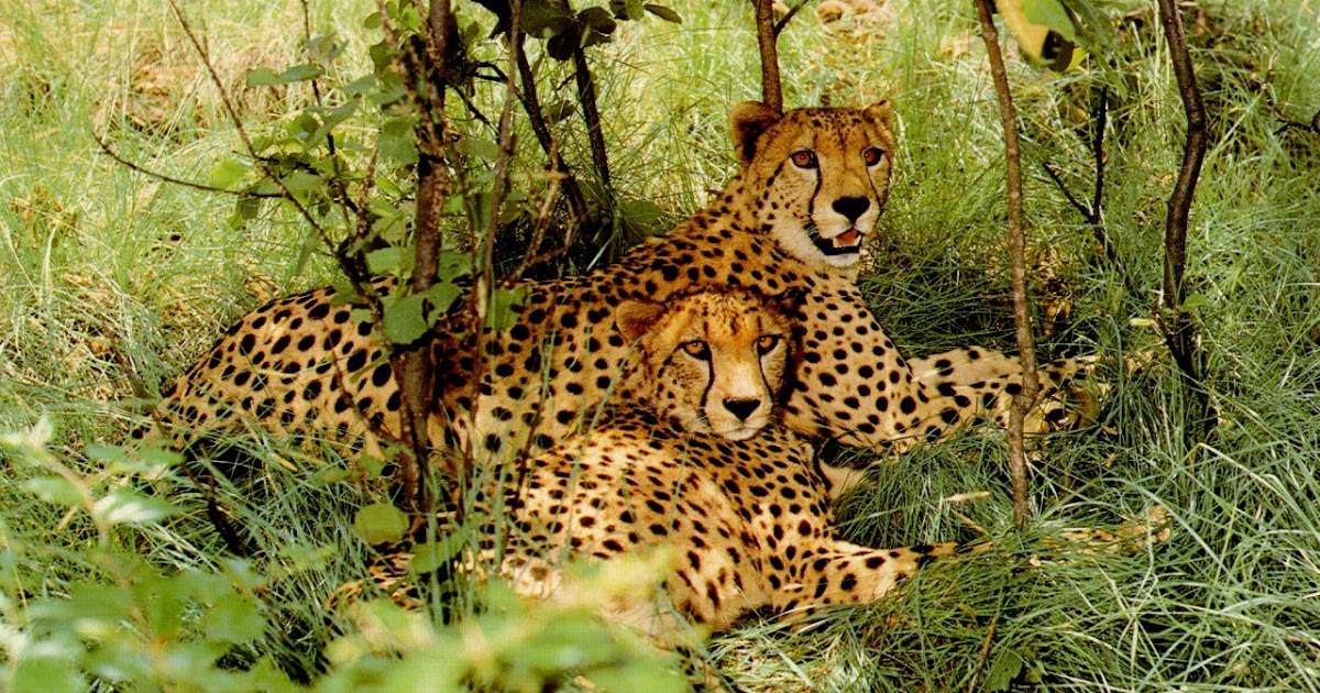 Cheetah | The Biggest Animals Kingdom