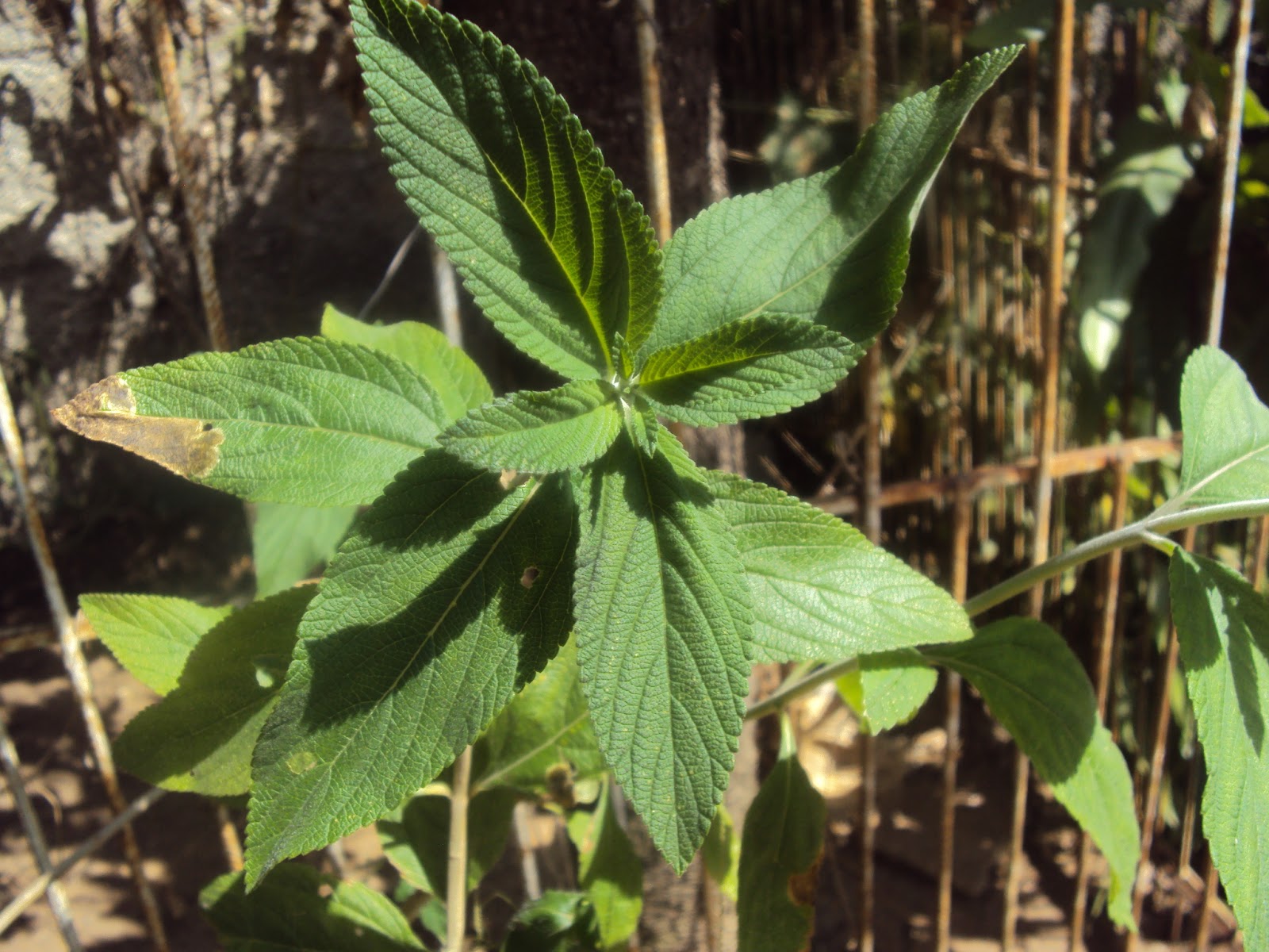 CHA DE QUINTAL: MELISSA OU ERVA CIDREIRA