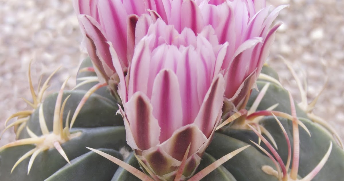 danger garden: The Gardener’s Guide to Cactus