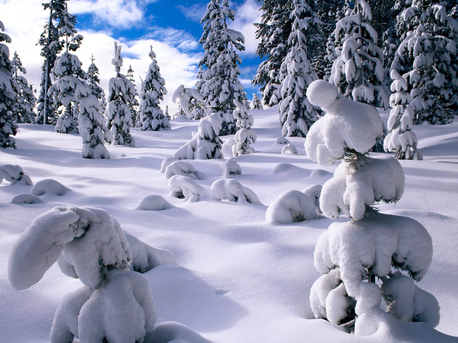 Bonewallpaper - Best desktop HD Wallpapers: Snow Desktop Wallpapers