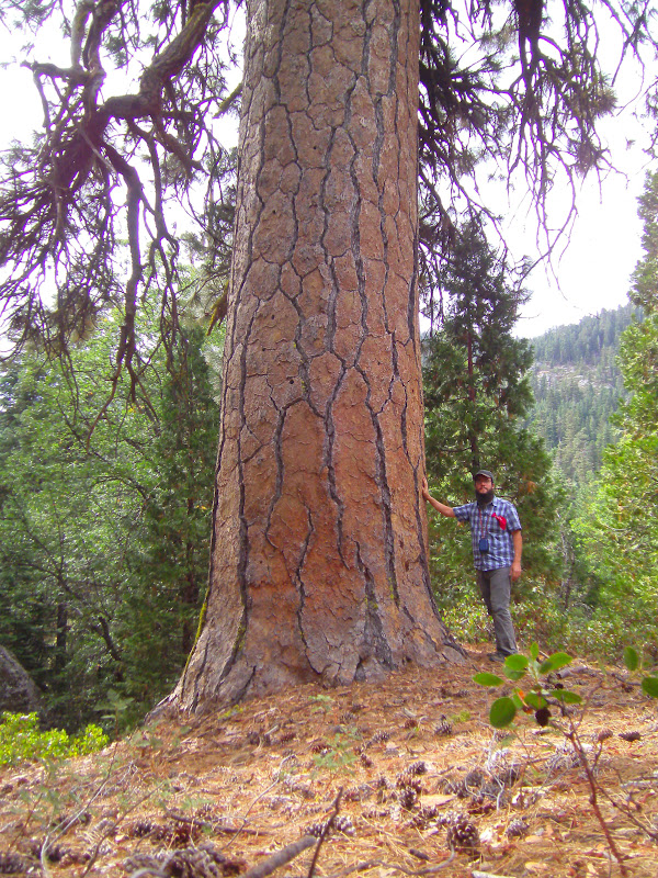 Tales From the Trails: Big Pines in the Sierra Nevada