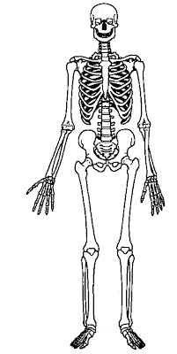 Muscles, Bones, and Movement: What is a skeleton?