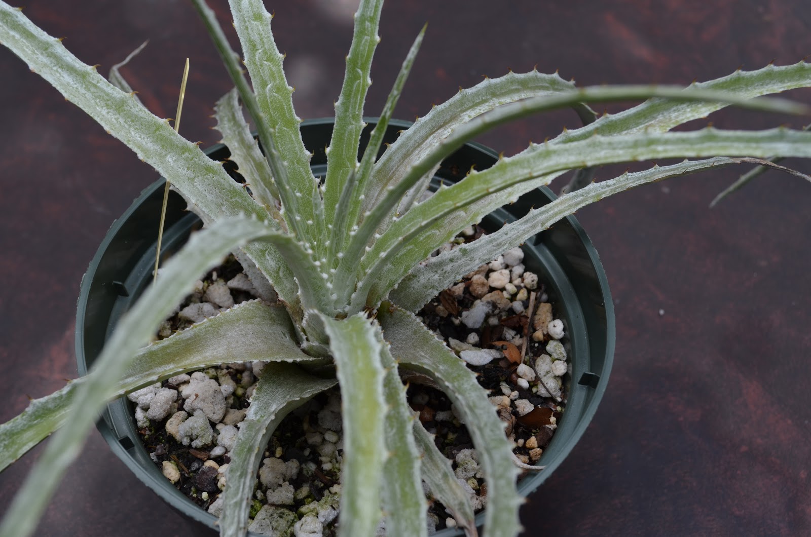 Succulent Bromeliads and others : Hechtia montana