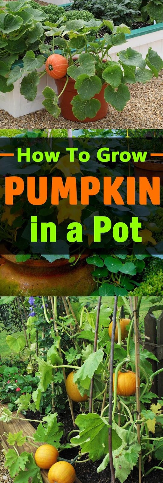 Learn How To Grow Pumpkins Pinterest Gardening learn-how-to-grow-pumpkins-pinterest-gardening