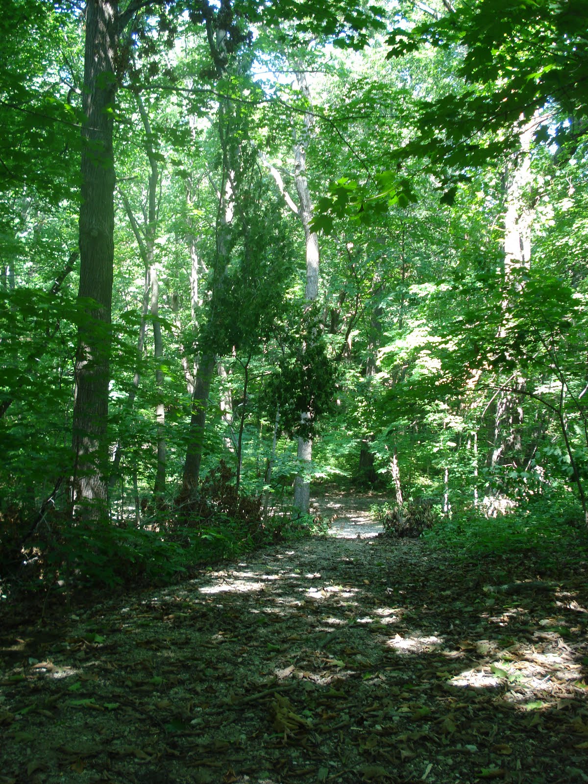With Strings Attached: Dead Dog Creek Ravine, end of July
