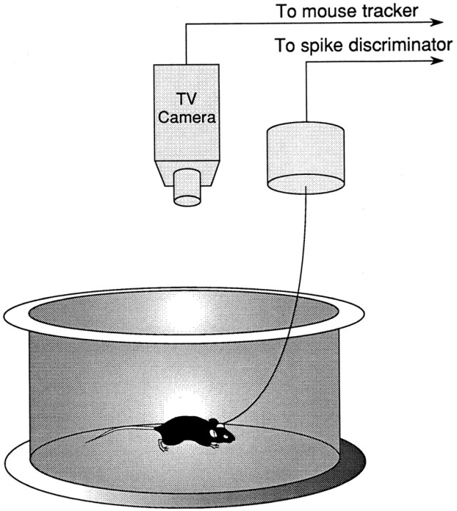 The Cellular Scale: Place cells: The importance of Patching