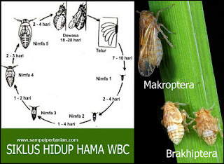 Wereng Coklat (Brown Planthopper)