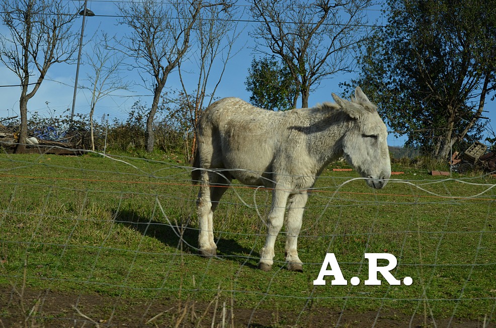 Fotografía Serie animales. Burro blanco. Series Animals White Donkey