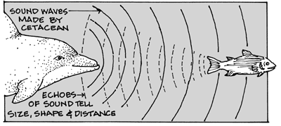 Enter: The PlesiOturtle: What is ECHOLOCATING in LAKE CHAMPLAIN