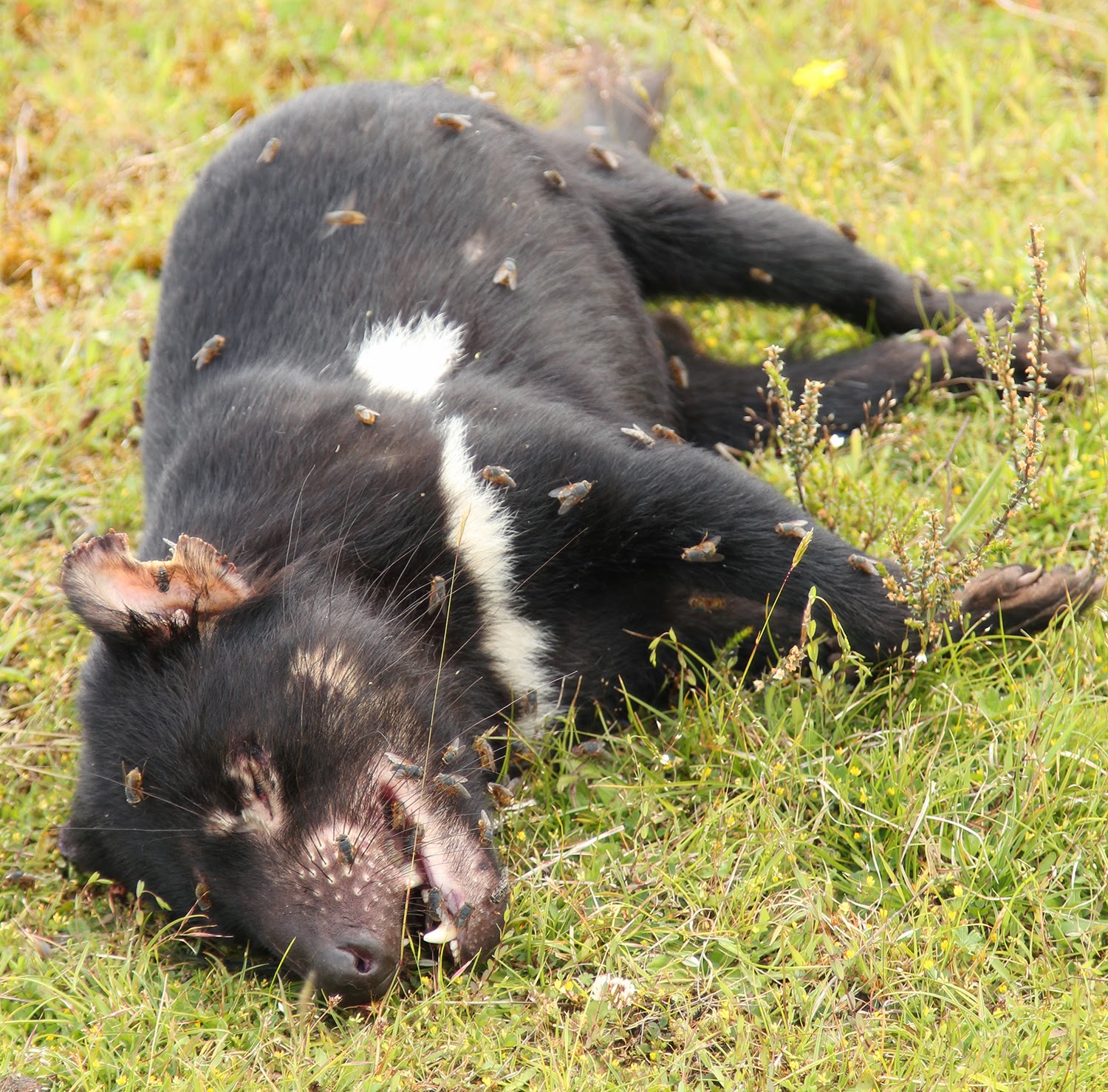 Rotorua Artist Janet Keen's Photography, Mosaics, Paintings & Writing ...
