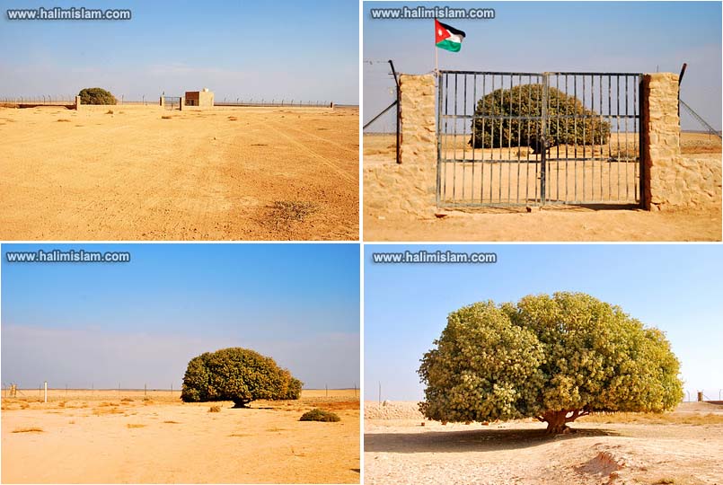 The Only Living Sahabi aka The Bless tree - CariDotMy