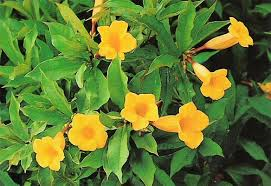 Flora de Puerto Rico Ilustrada Papo Vives: APOCYNACEAE ALLAMANDA NERIIFOLIA