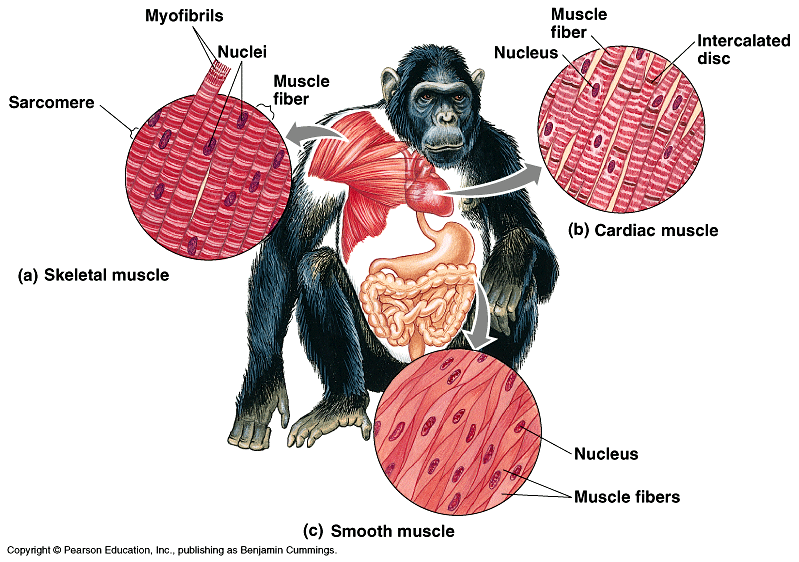 muscleprofessor: Stabilizer muscle တဲ့လား!