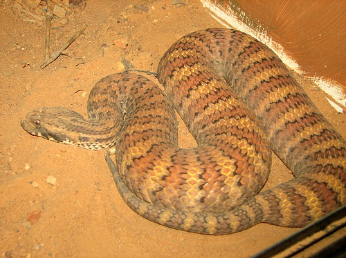 Desert Death Adder | Snakes