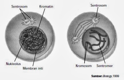Penjelasan Tentang Kromosom | Biologi Indonesia