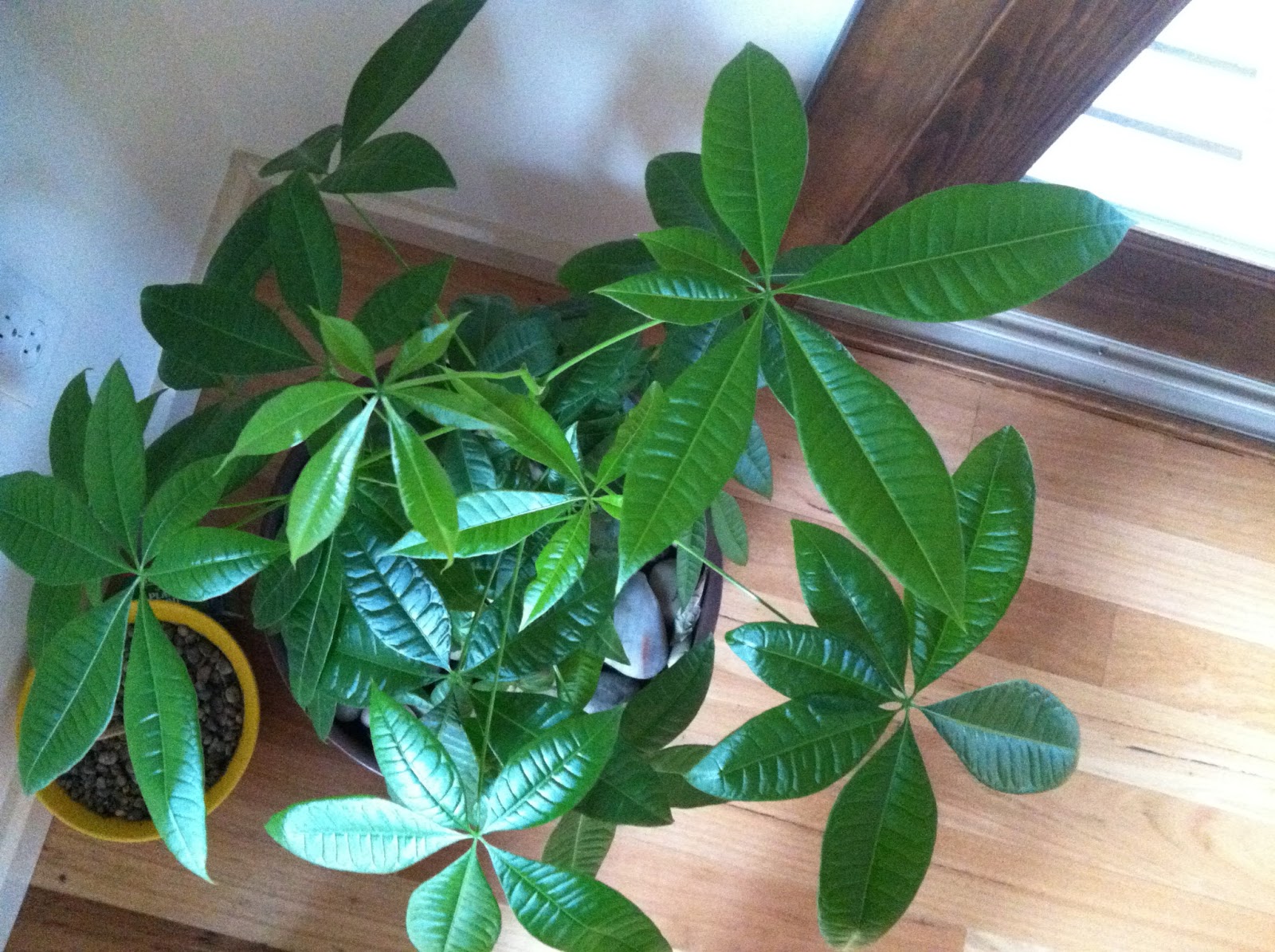 ruh-bek-uh: My Money Tree is over one year old! Look how big it has gotten!