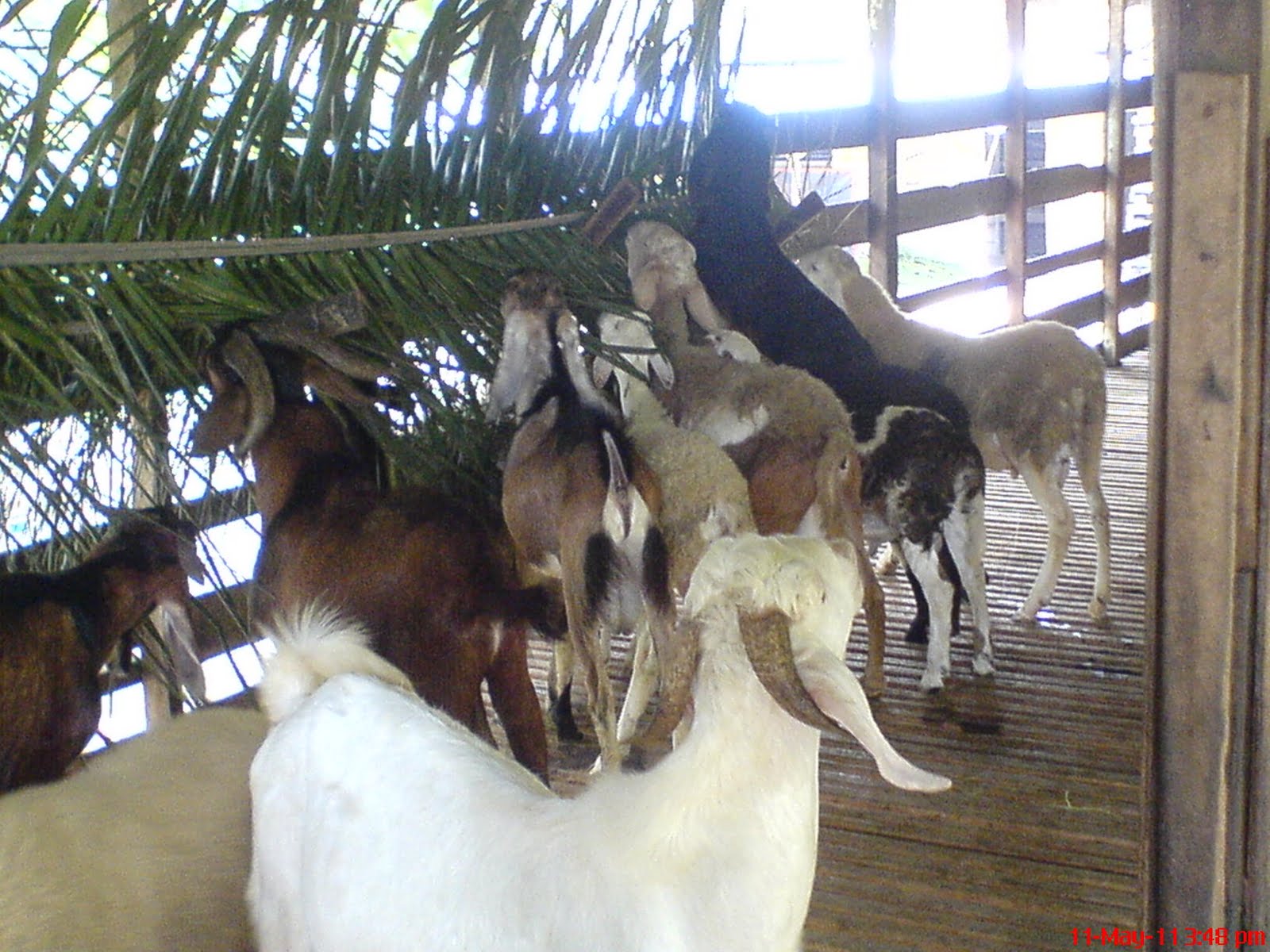 senggarang goat farm: Kambing Untuk Aqiqah