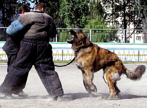 Caucasian mountain dog