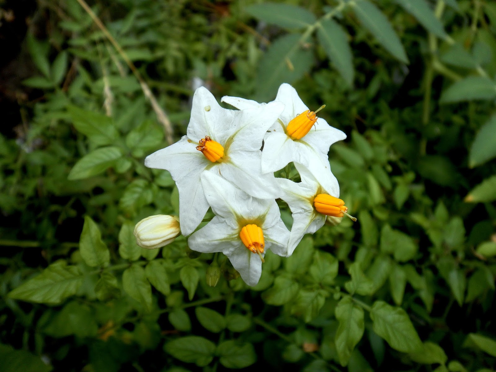 Scirpidiella's Plants: Wild Potatoes (Solanum sect. Petota)
