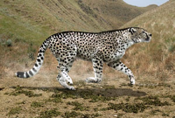 Los animales en la prehistoria: Animales prehistóricos con la letra A