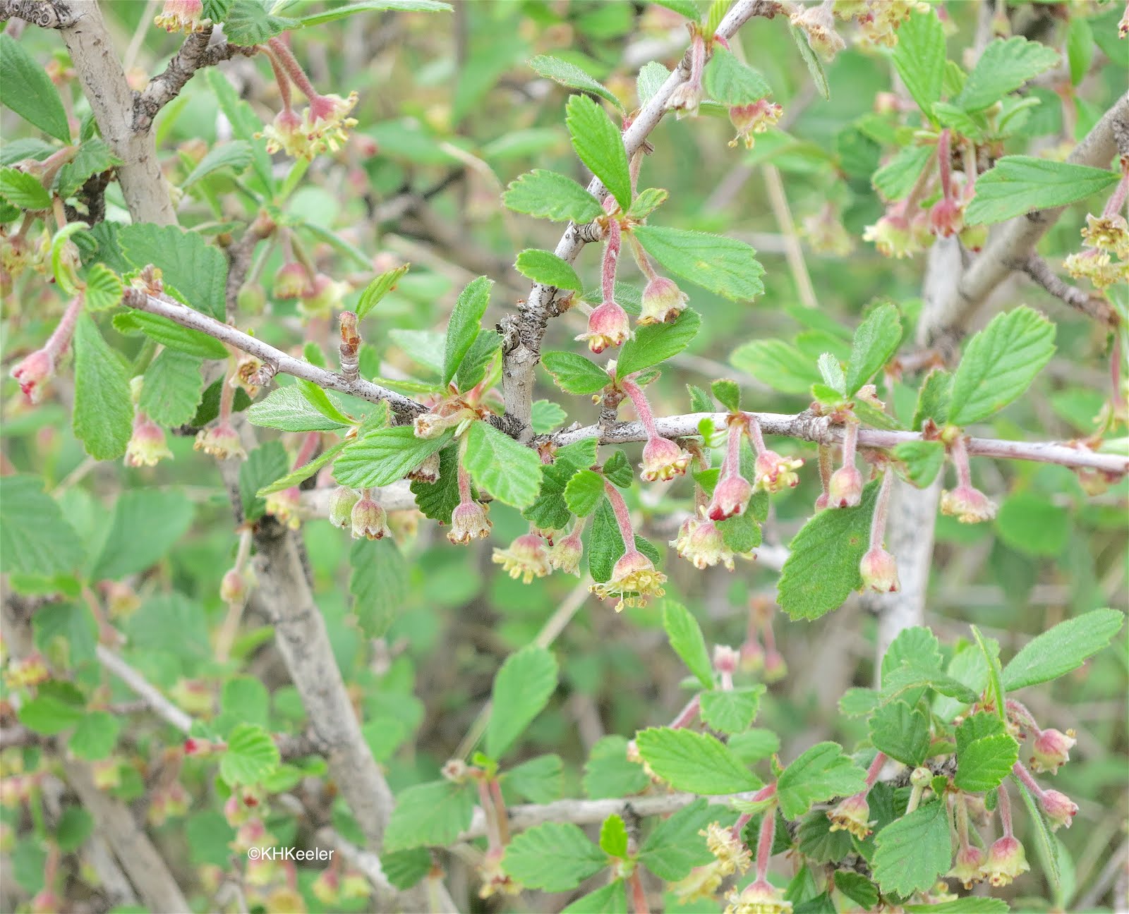 A Wandering Botanist: Plant Story--Mountain Mahogany, Tough Little Tree