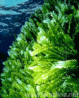 MY BLOG: Tumbuhan Alga