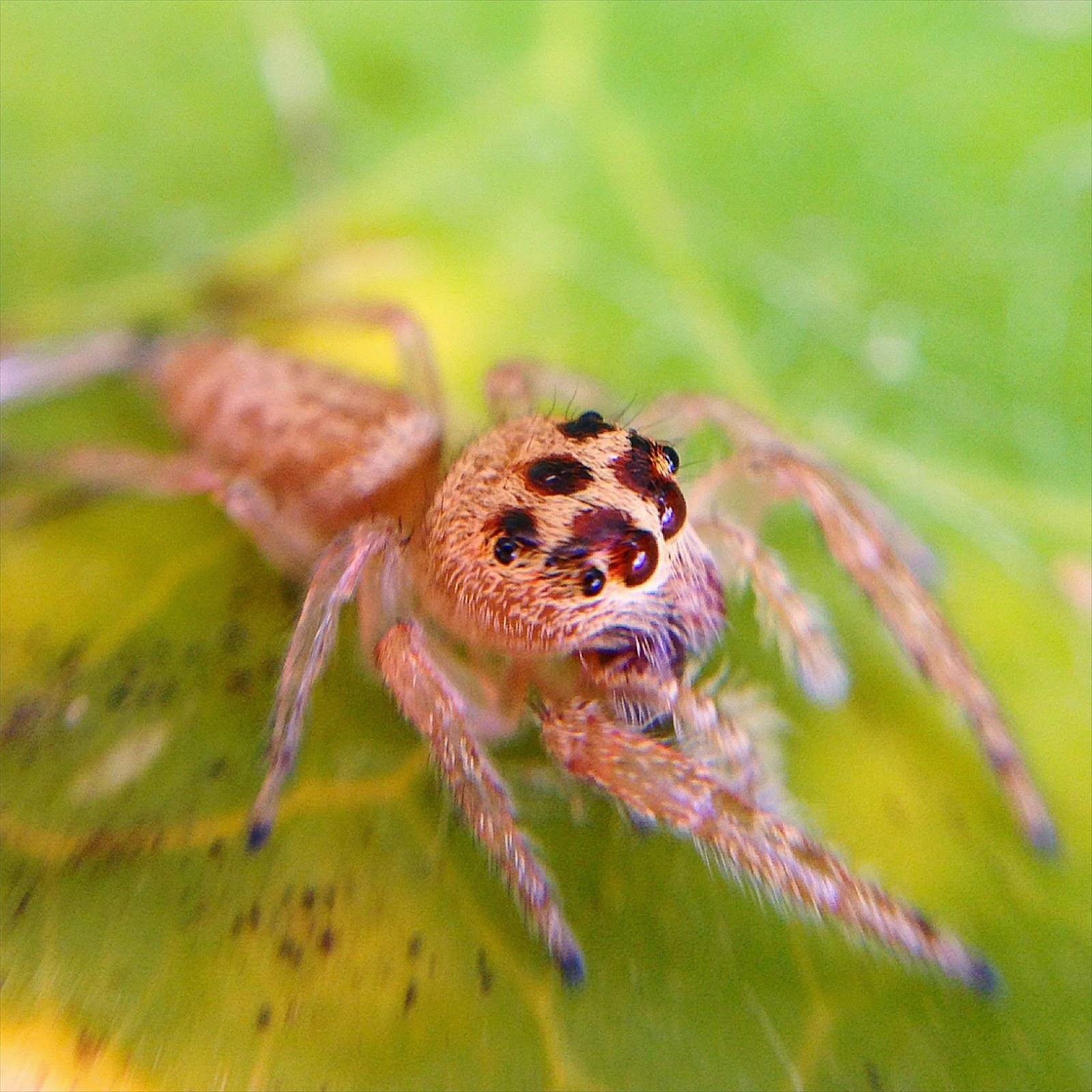 The Insect Diary: Cyclops Jumping Spider: Opisthoncus polyphemus