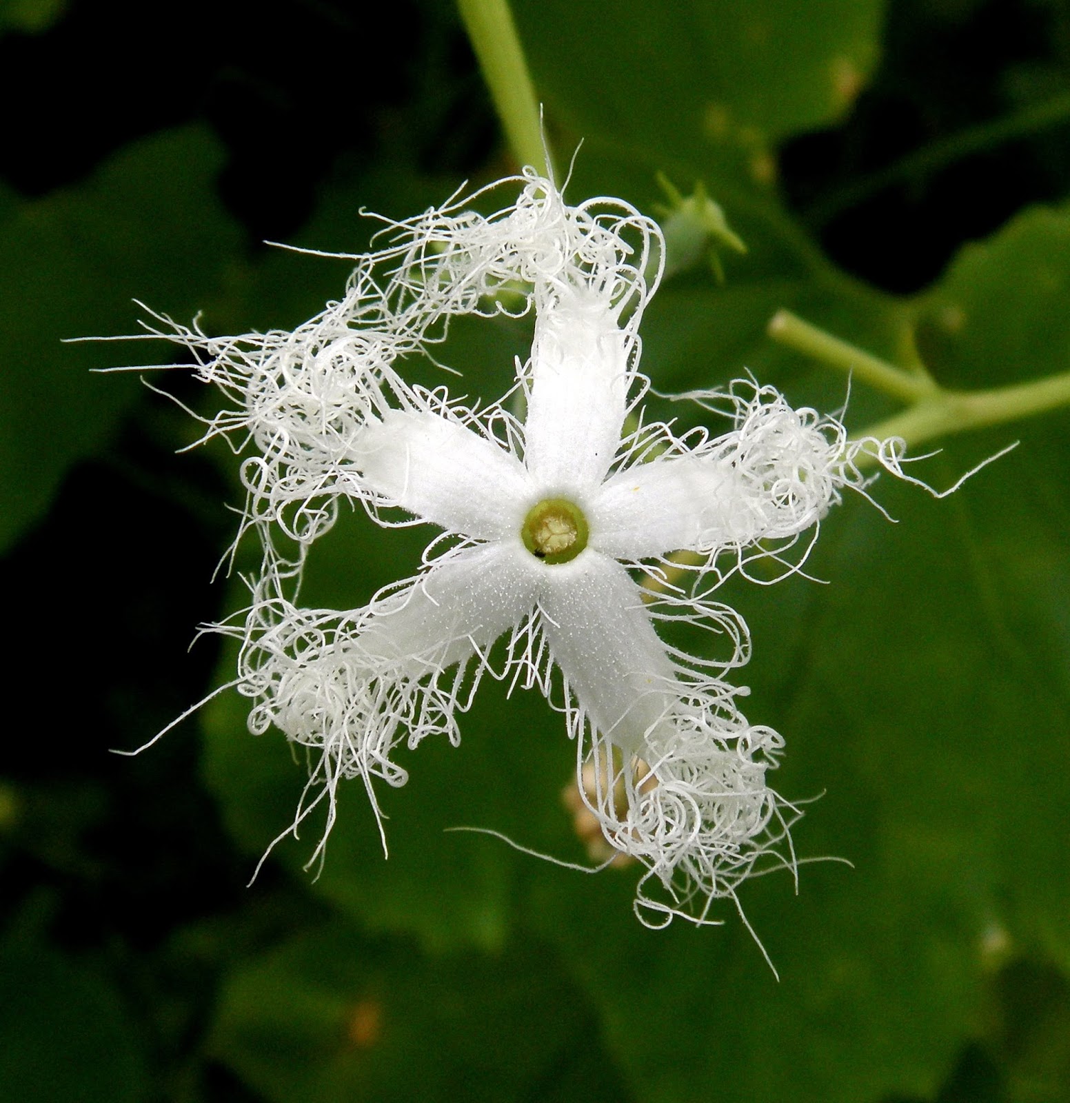 Scirpidiella's Plants: Snake Gourd, Snake Tomato (Trichosanthes anguina)