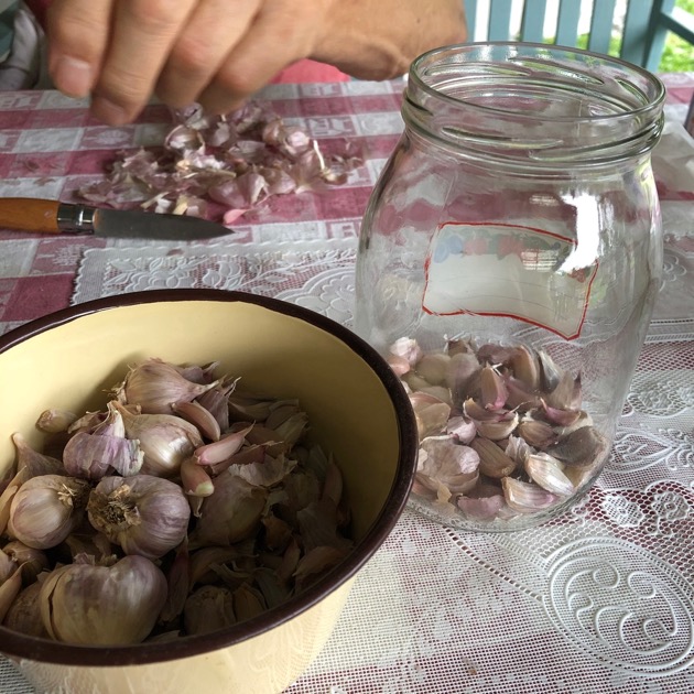 Ducks and garlic | down to earth