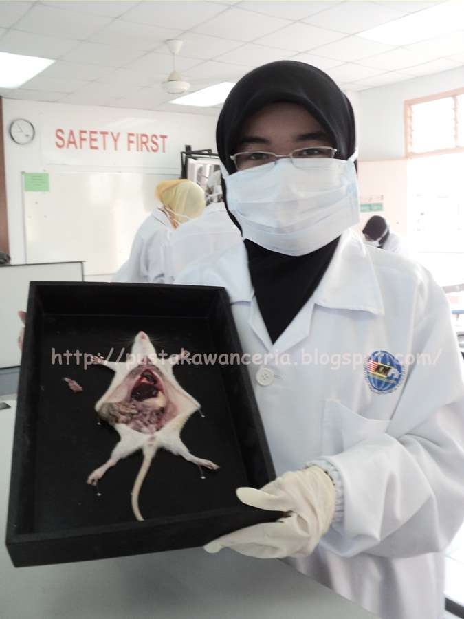 Pembedahan tikus yang comel