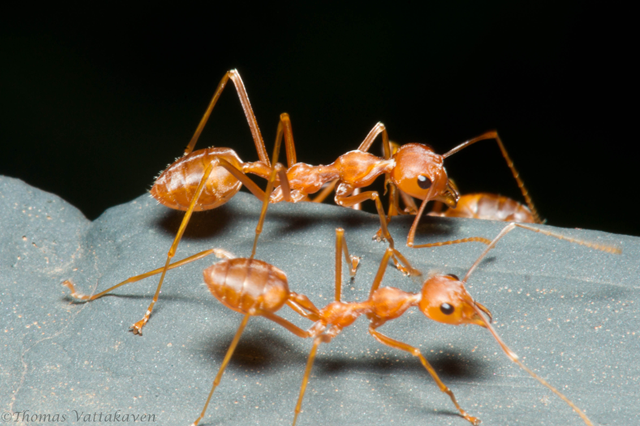 FAQBIO - Apoio ao Estudo de Biologia: Quando uma “formiga” não é uma ...