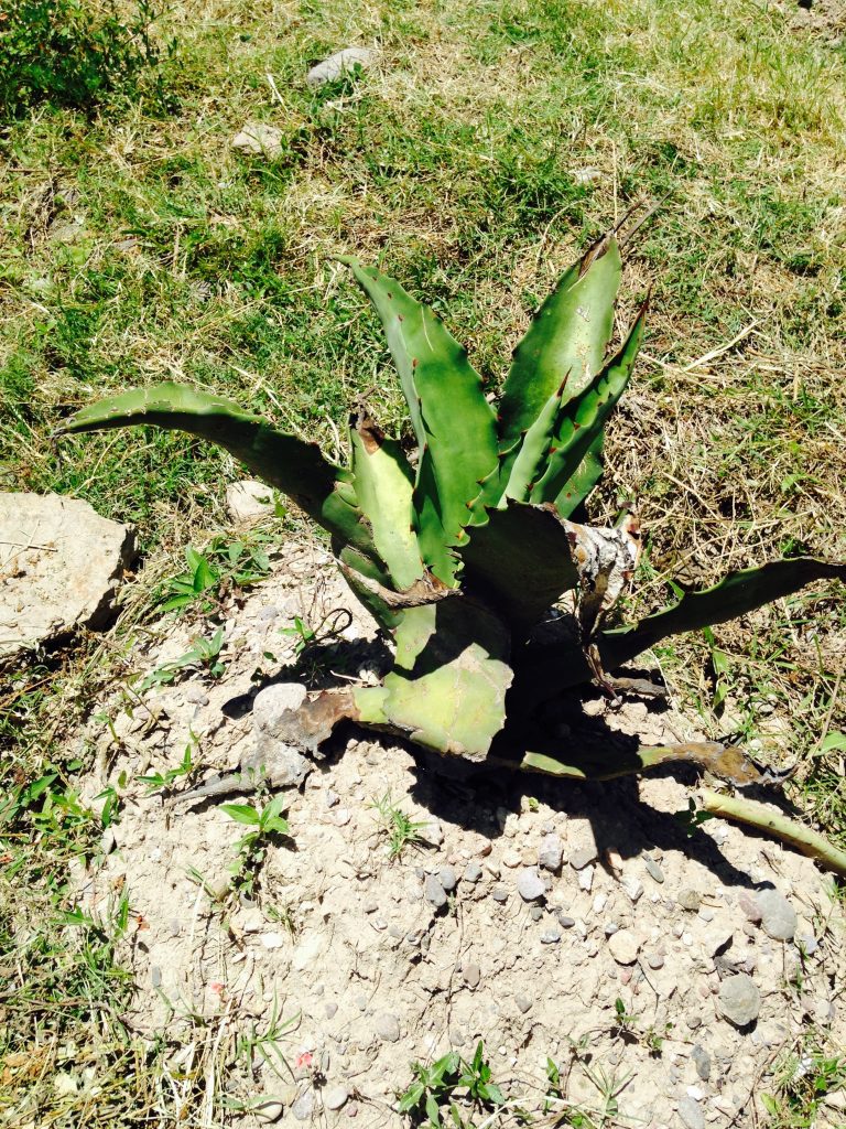 Conoce las 9 Especies de Agaves Mezcaleros de Oaxaca - Vive Oaxaca