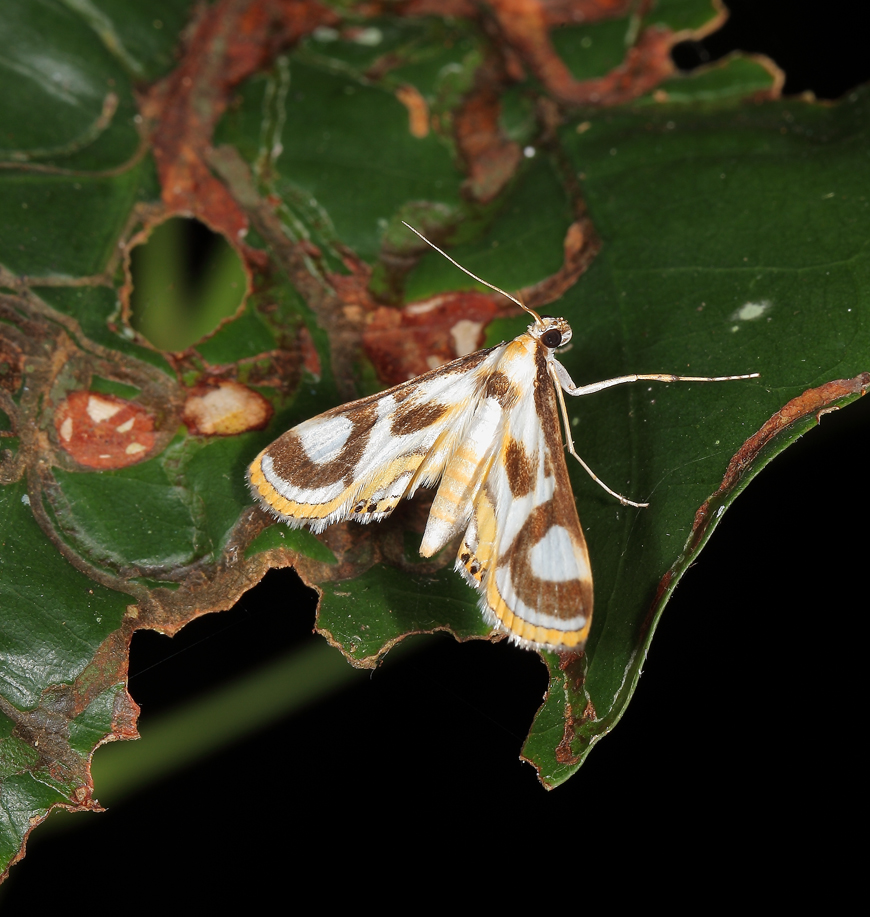 BunyipCo: A Few Nice Moths