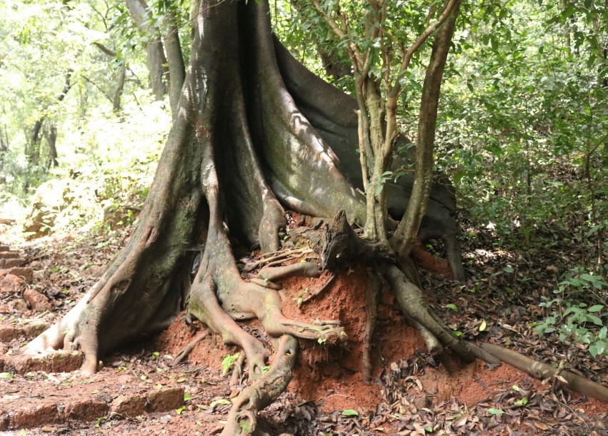 18. Ficus nervosa