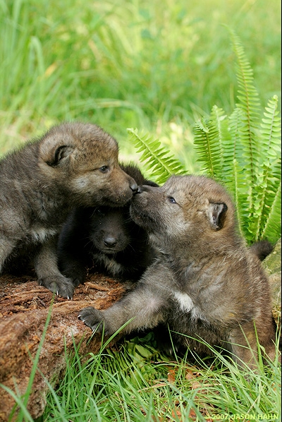 White Wolf : 15 Pictures Show The Cutest Animal On Earth : Baby Wolves