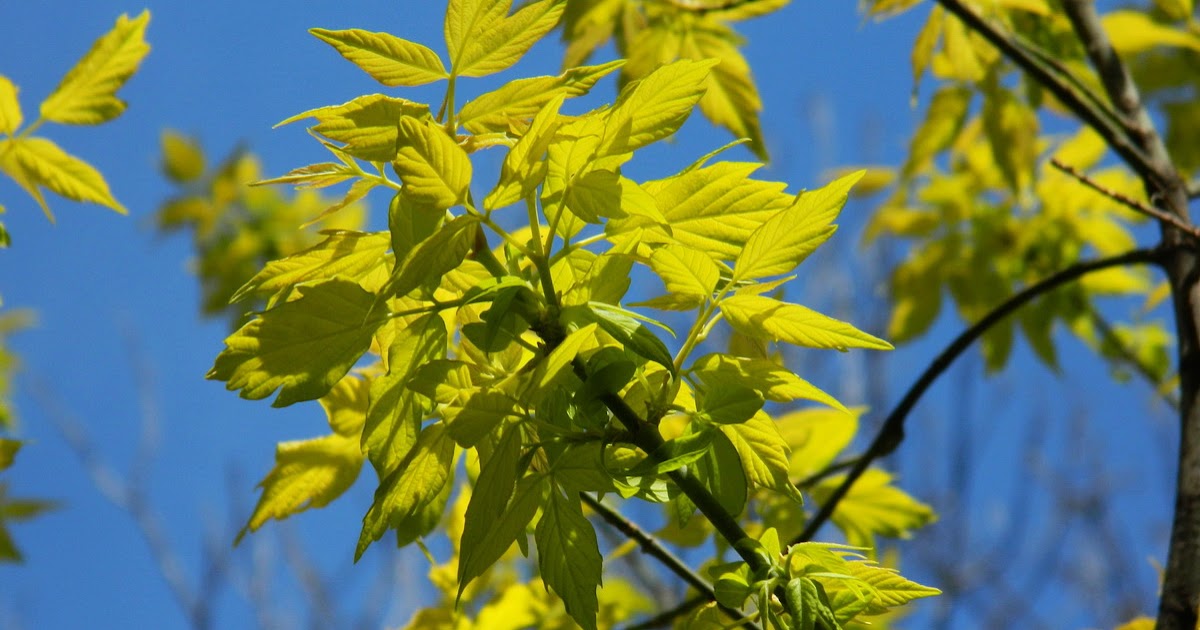 LA MULTI ANI, ROMANIA!: Frunze tinere verzi-galbui