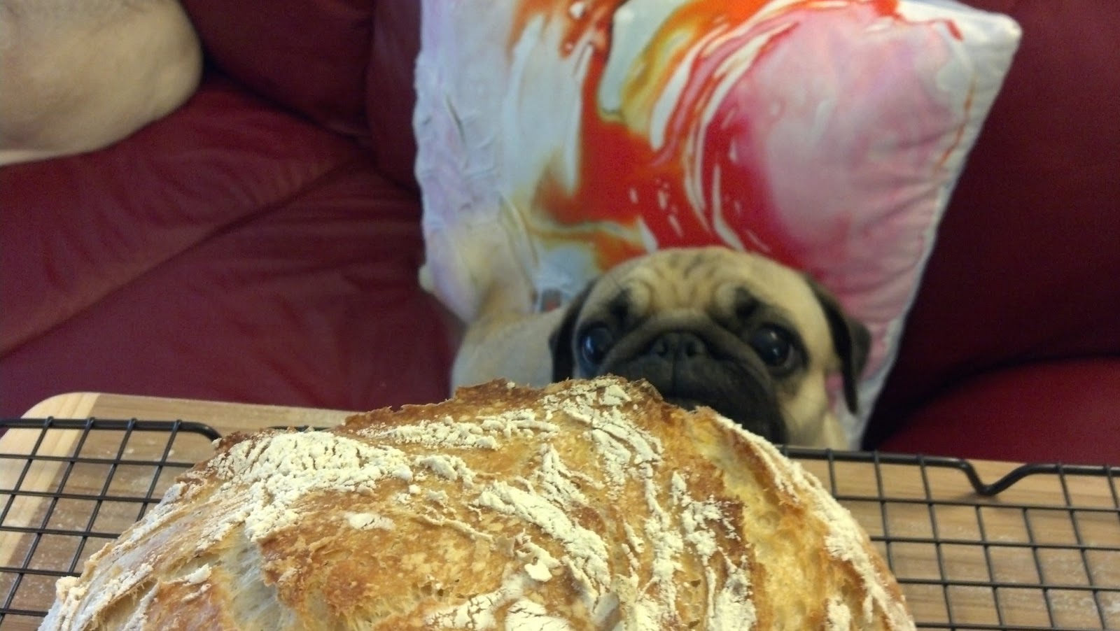 Grubbin' Pugs: No Knead Bread - So Easy, So Tasty!