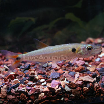 Red Tail Barracuda ( Acestrorhynchus falcatus ) | Malioboro