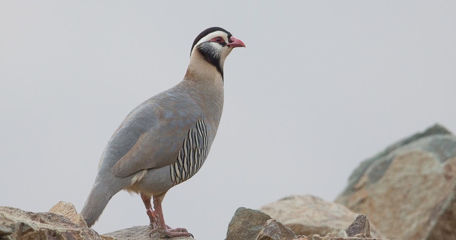 Birds of Saudi Arabia: Arabian Partridge – Asir Mountains