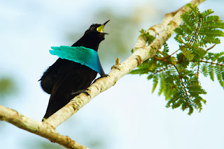 Most Terrifying & Amazing Creatures on Earth....: Superb Bird of ...
