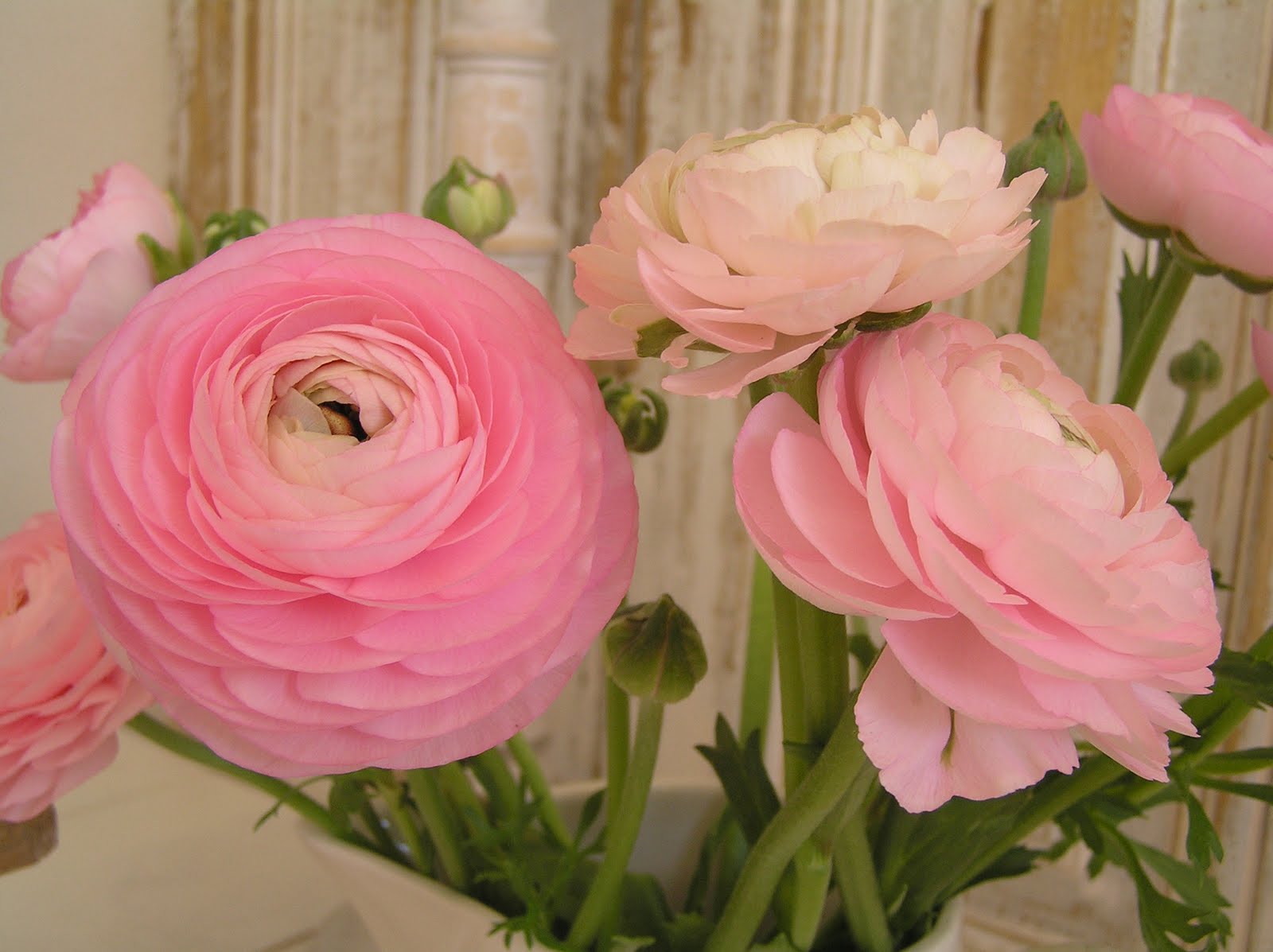 Pastels and Whites: Ranonkels.. one of my favourite flowers