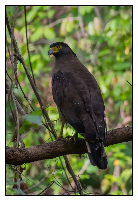 Wilderness Tales from Odisha: A Profile of Crested Serpent Eagle