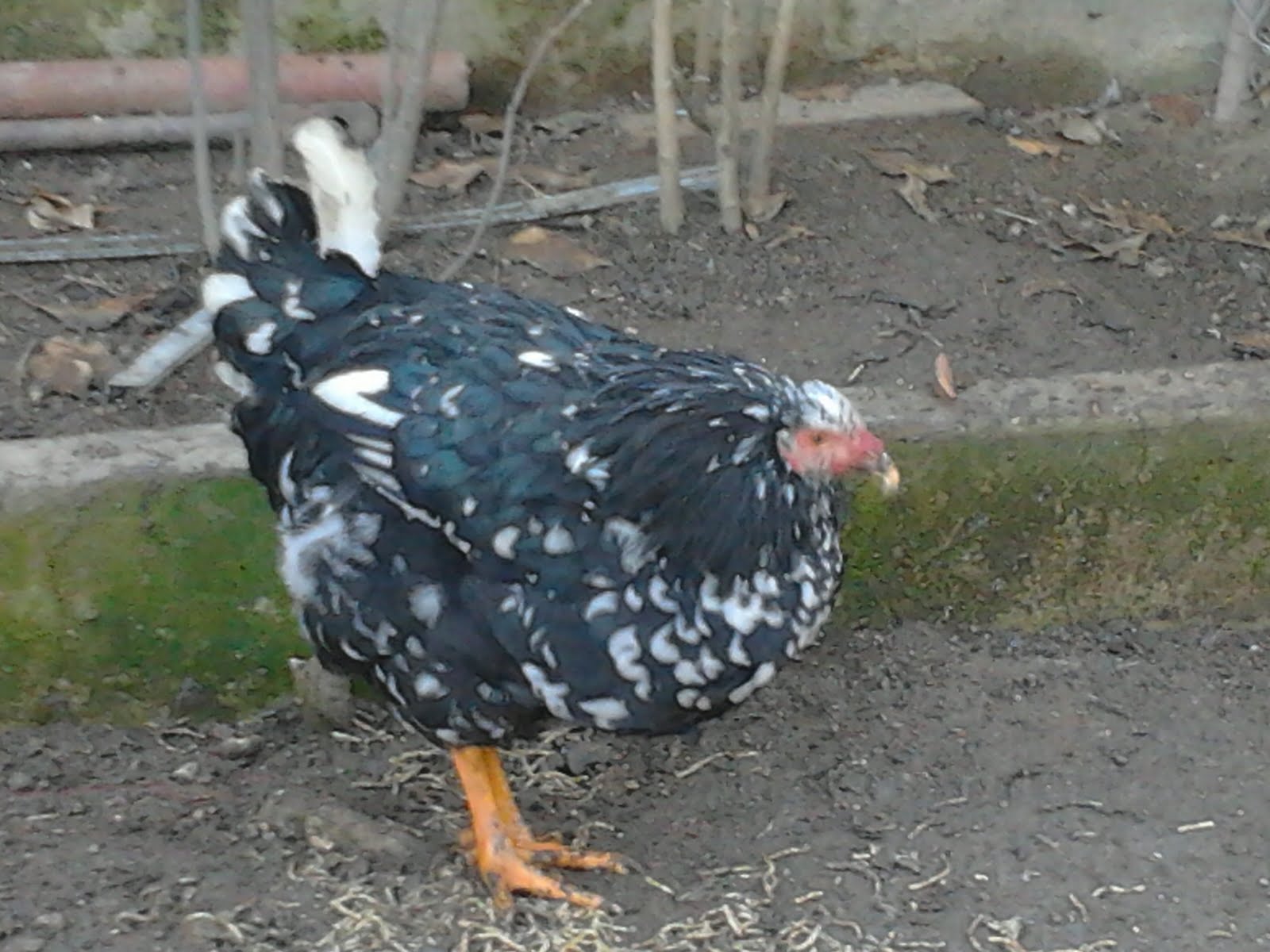 El corral de Xanna: Cría de capones.