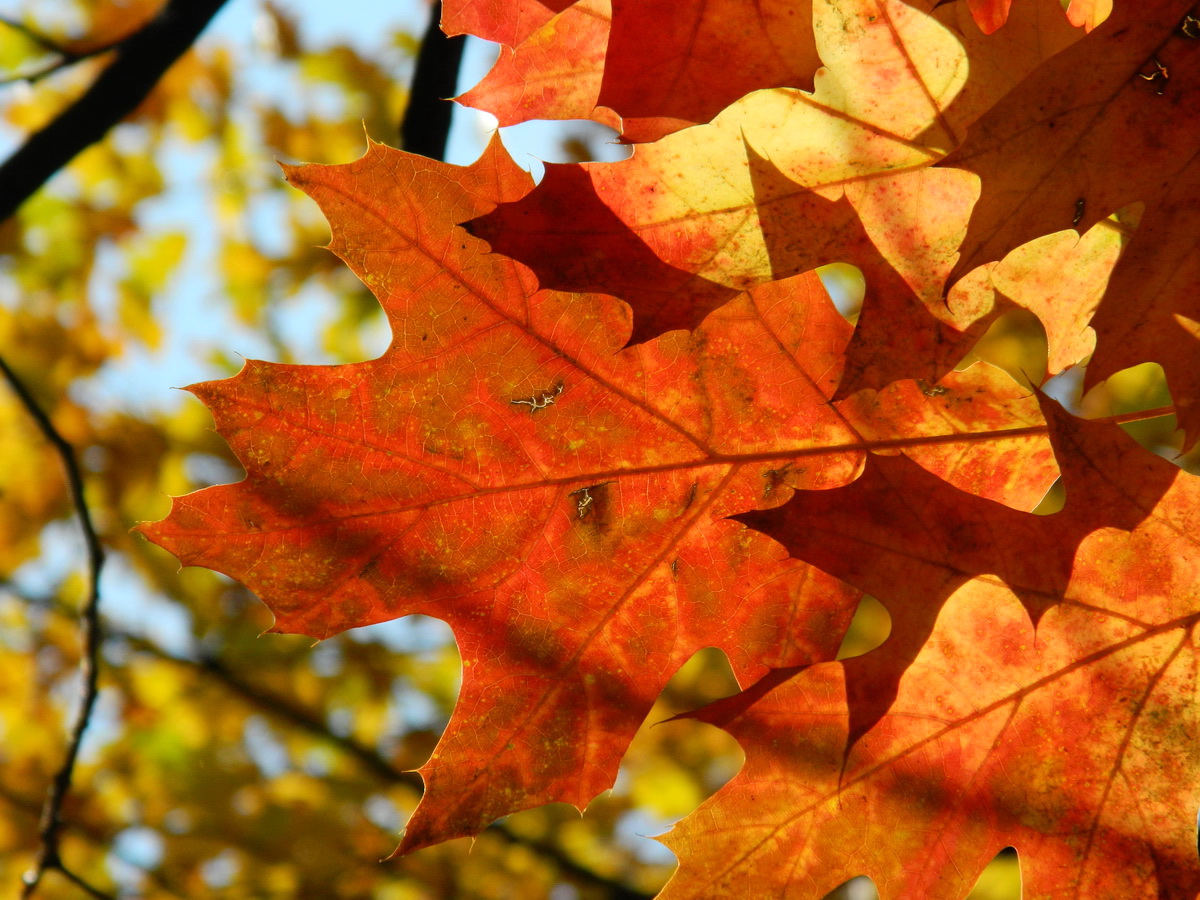 LA MULTI ANI, ROMANIA!: Frunze pastelate de stejar
