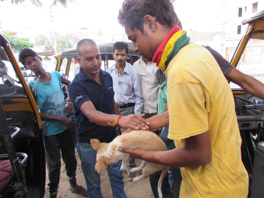 STREET ANIMAL RESCUE | Animal Aid Unlimited