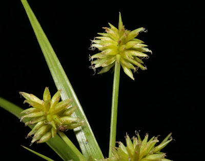 Rufino Osorio: Yellow Flatsedge – Cyperus croceus