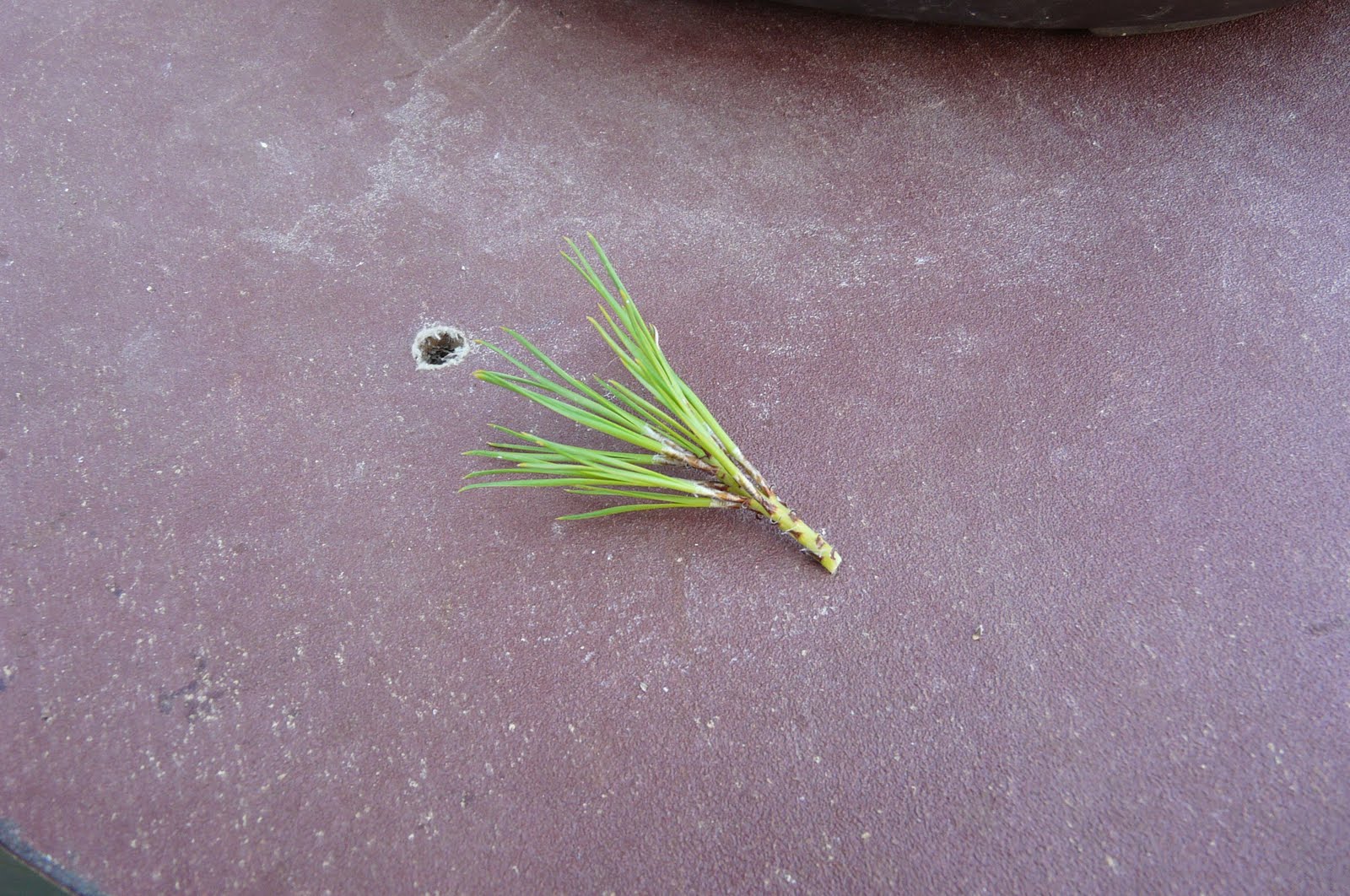 Bonsai au Québec: Pincage des chandelles d'un pin noir et d'un pin rigide