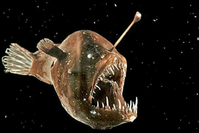 ANGLERFISH photos - wallpapers (ανανεωμένο) | the fun bank