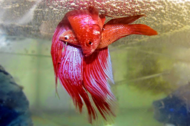 Joy in Thailand: Betta splendens o pesce combattente siamese